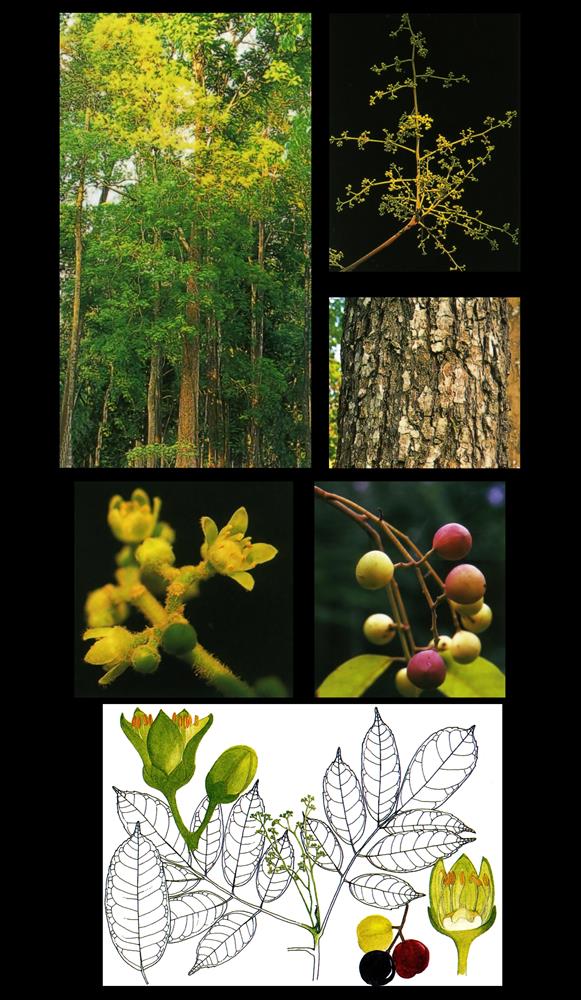 การศึกษาความหลากหลายของพรรณไม้ ไม้พื้นล่าง และการสืบพันธุ์ตามธรรมชาติ ...